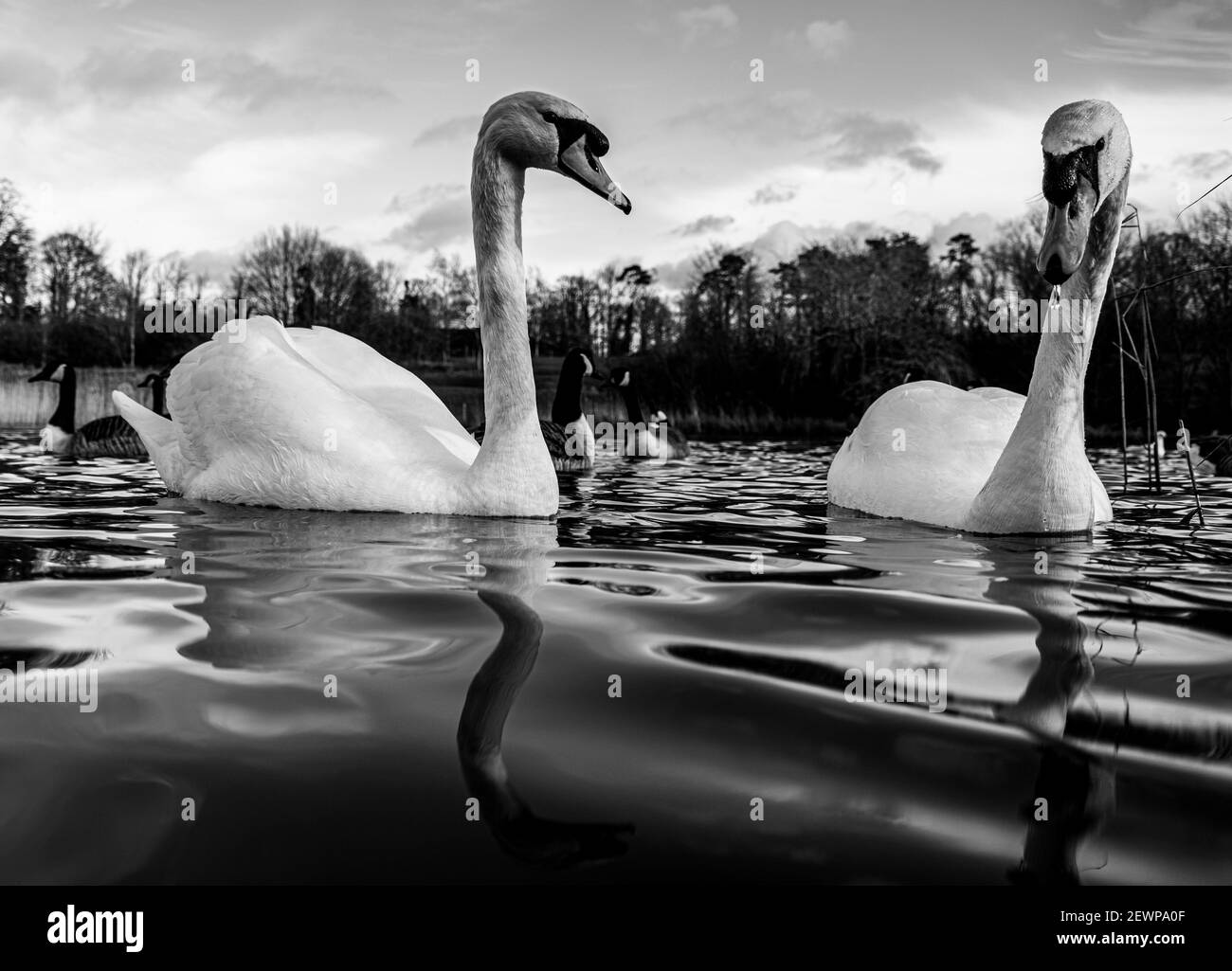 Large White British Mute Swan Swans low water level view close up macro ...