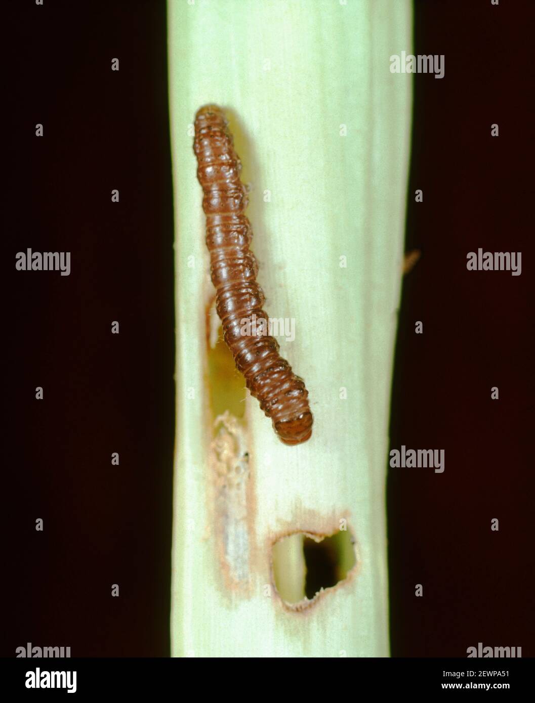 Stem borer caterpillar hi-res stock photography and images - Alamy