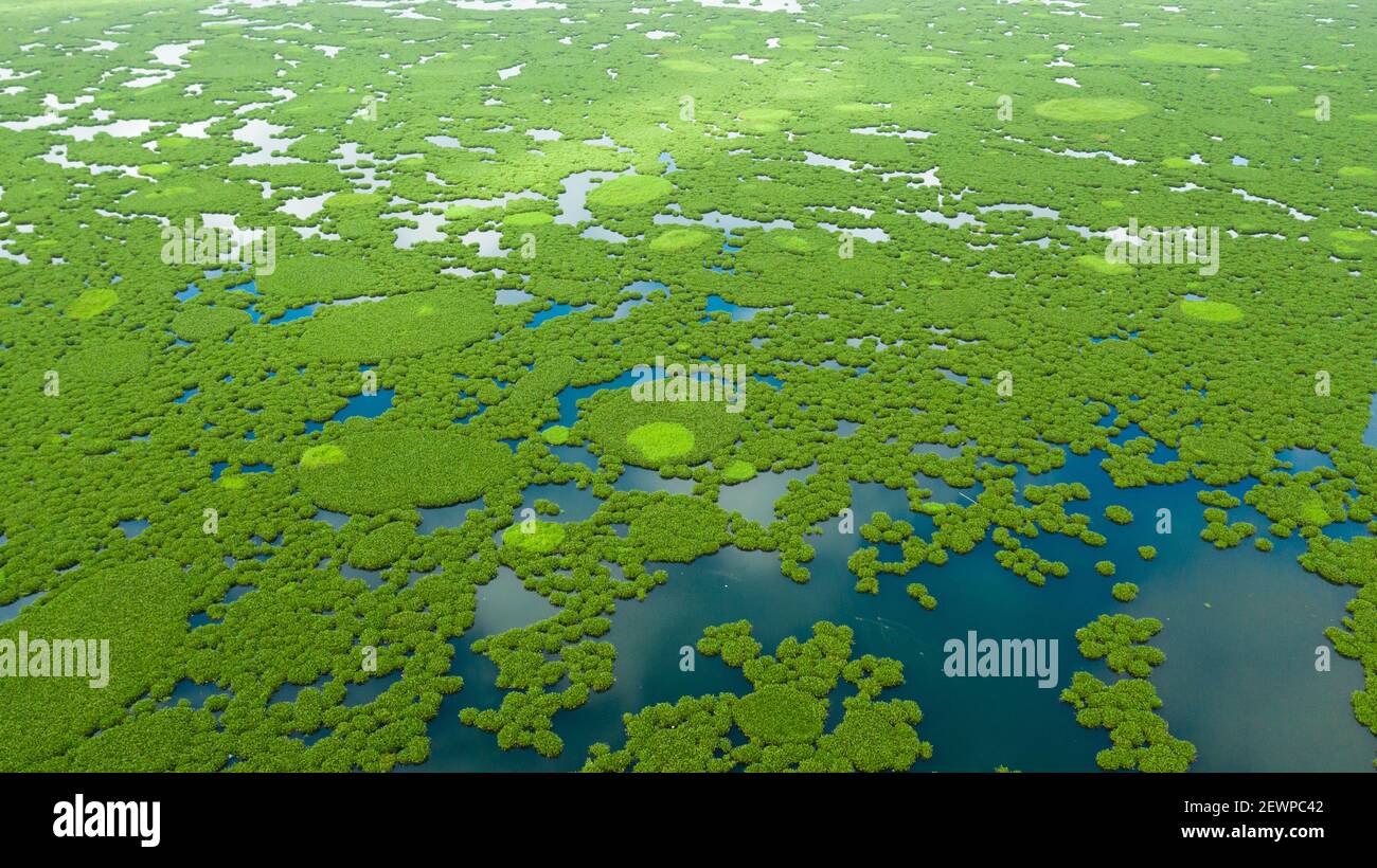 Aerial view of Lake Baloi with green mangroves. Mindanao, Philippines ...
