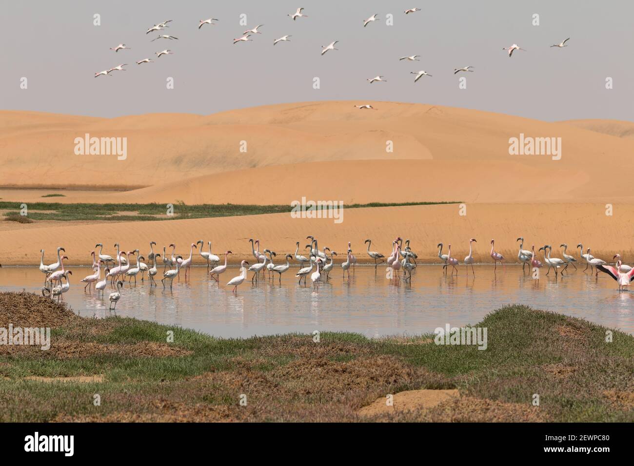 Flamingos flying and standing at lakes in the dunes of Walvis Bay in ...