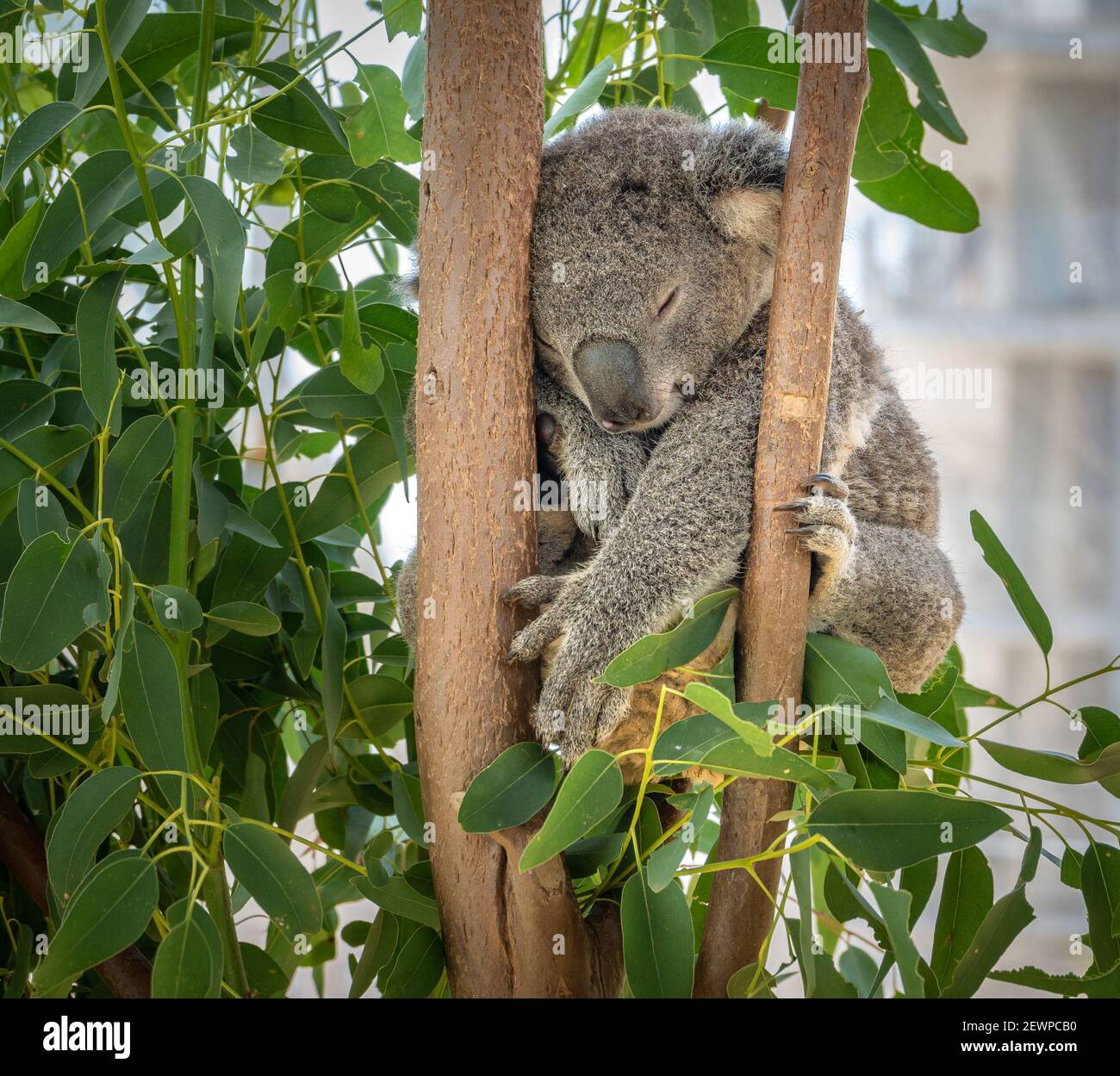 Koala Bear Sleeping Interesting Facts Australian Koala Foundation