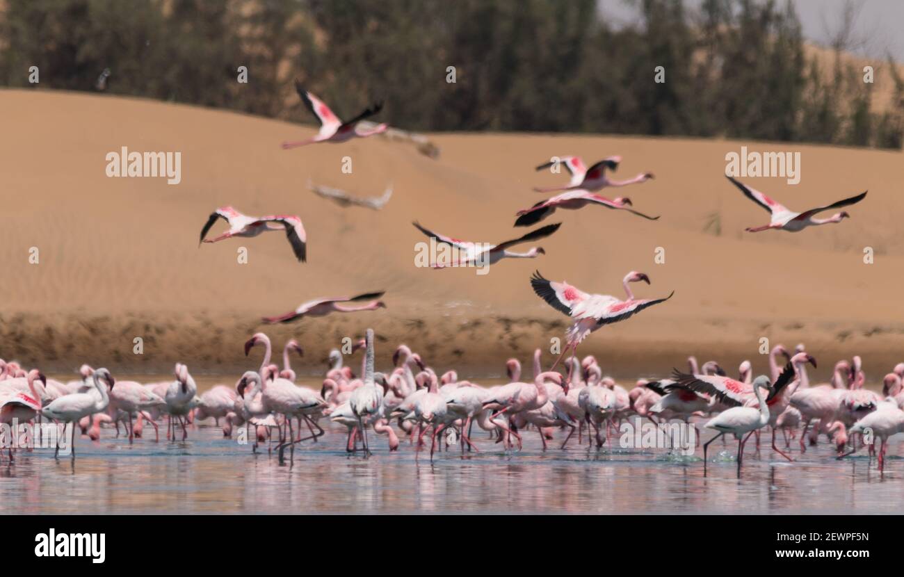 Flamingos flying and standing at lakes in the dunes of Walvis Bay in ...