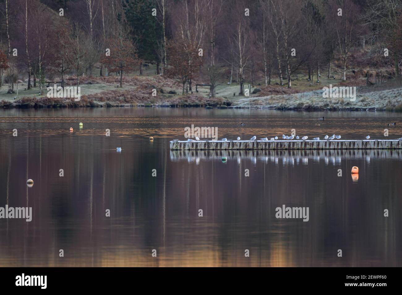 Dovestone Reservoir, Oldham Stock Photo - Alamy