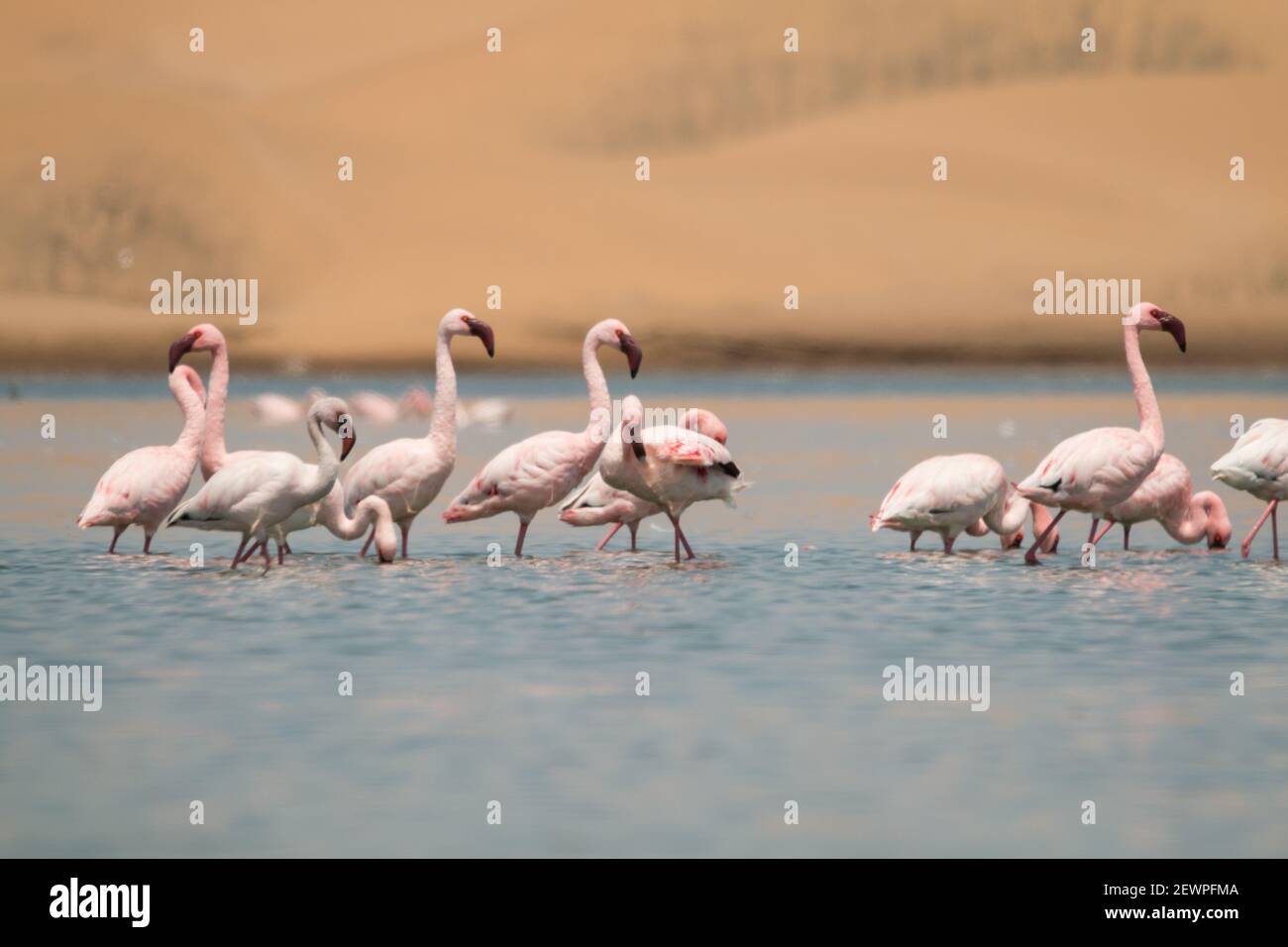 Flamingos flying and standing at lakes in the dunes of Walvis Bay in ...