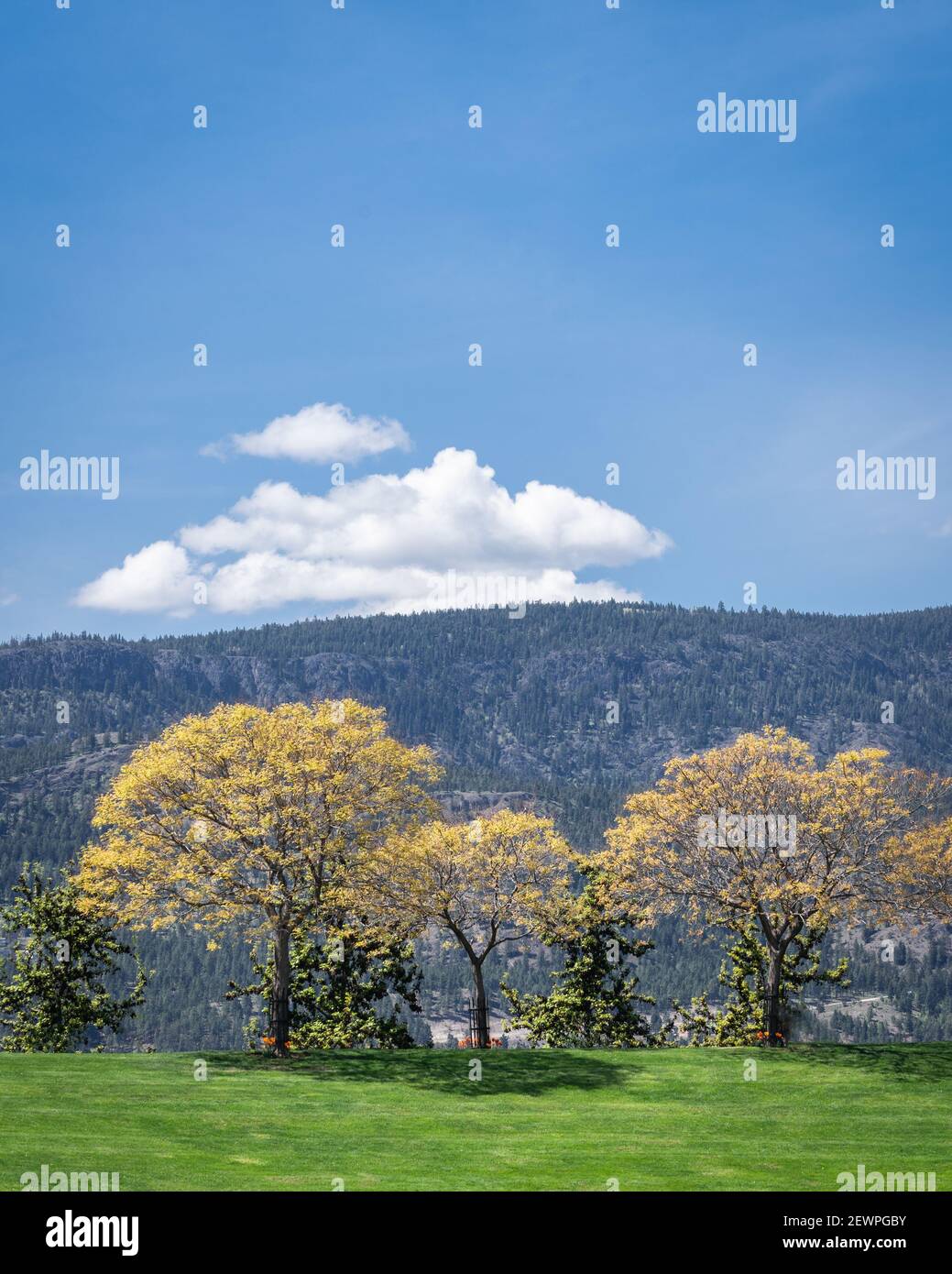 Blooming orange trees scenery, shot in Kelowna, British Columbia ...