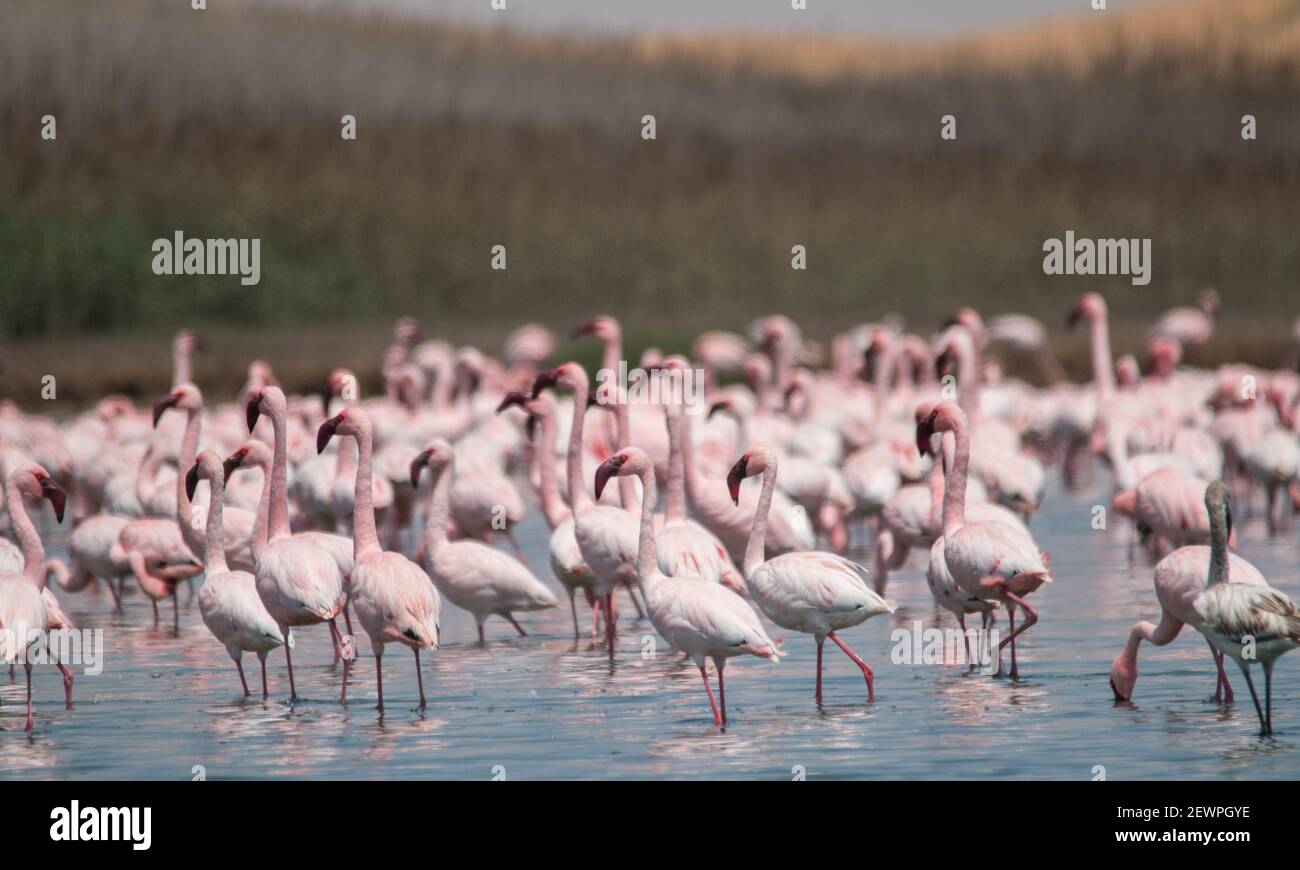 Flamingos flying and standing at lakes in the dunes of Walvis Bay in ...