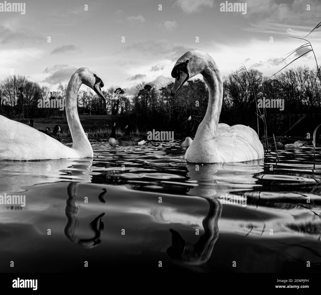 Large White British Mute Swan Swans low water level view close up macro ...