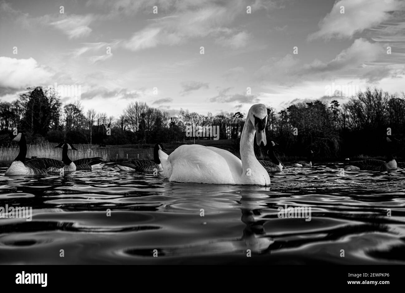 Large White British Mute Swan Swans low water level view close up macro ...