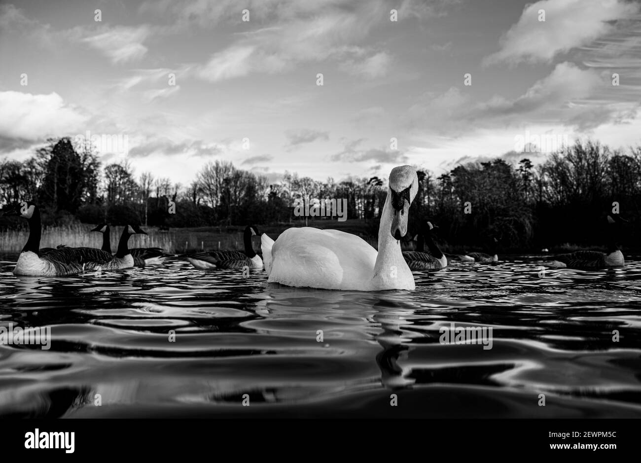 Large White British Mute Swan Swans low water level view close up macro ...