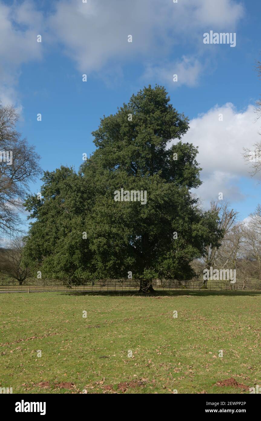 Winter Foliage of an Evergreen Holly or Holm Oak Tree (Quercus ilex ...