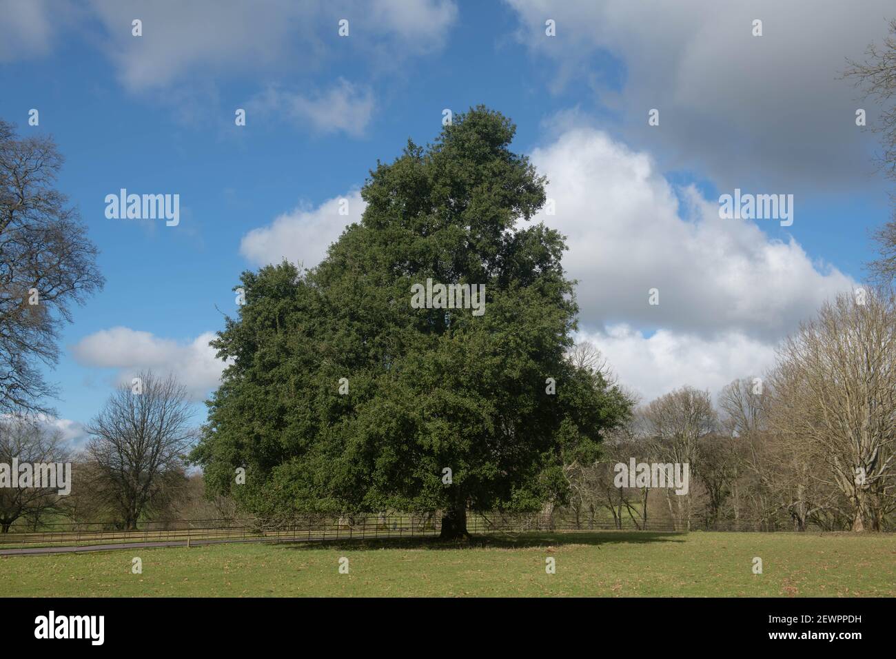 Holly holm hi-res stock photography and images - Alamy