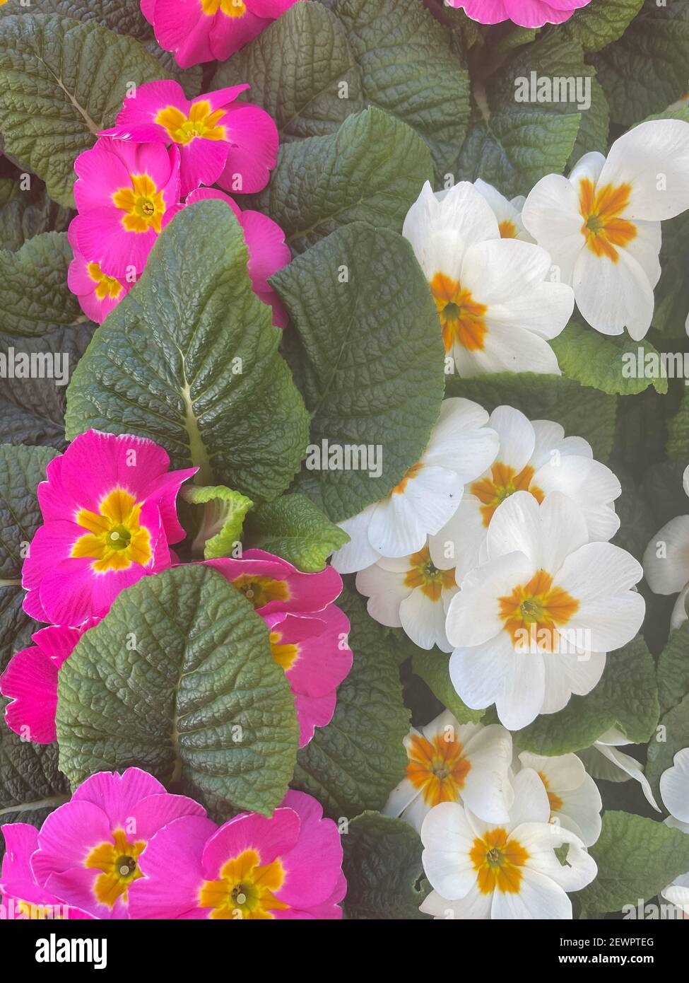 Tray of Colourful Spring Flowering Pink and White Primrose Plants ...