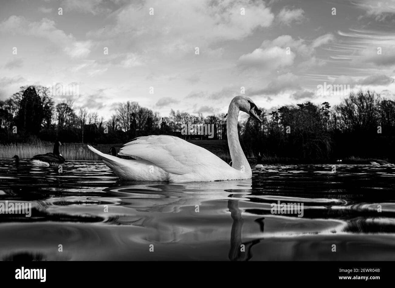 Large White British Mute Swan Swans low water level view close up macro ...
