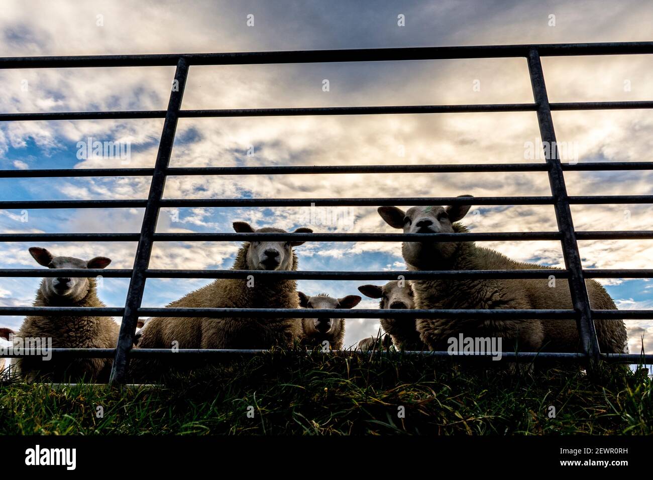 Sheep and lamb behind gate on a farm in County Donegal, Ireland Stock ...