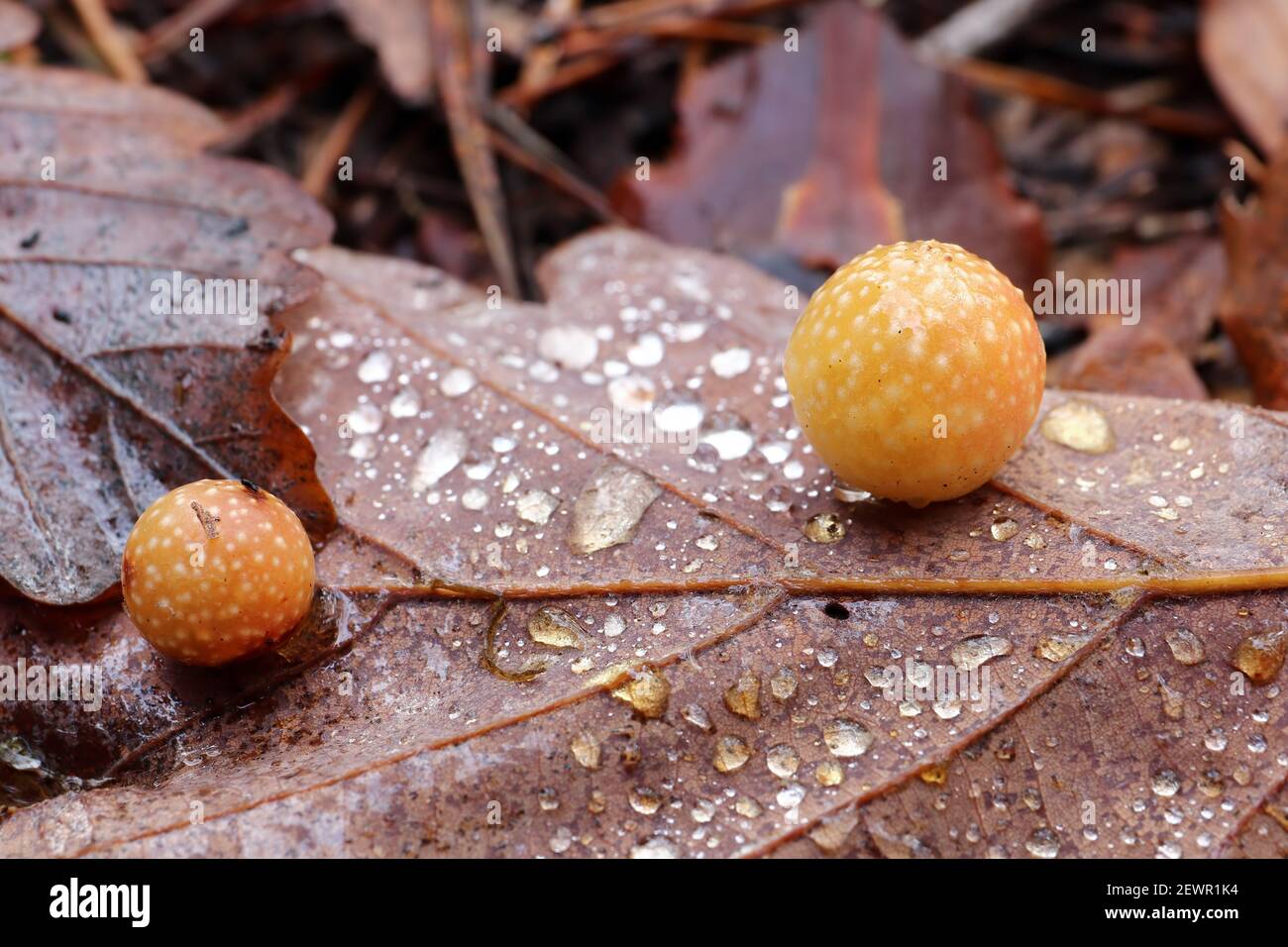 Oak apple day hi-res stock photography and images - Alamy
