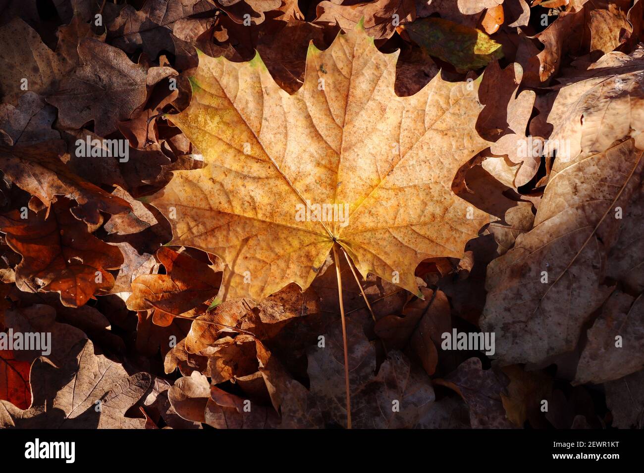 Fallen leaf the fall hi-res stock photography and images - Alamy
