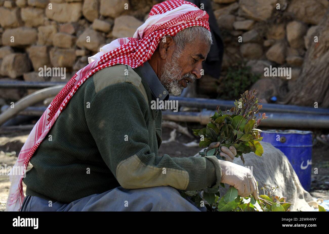 (161225) -- SANAA, Dec. 25, 2016 (Xinhua) -- A farmer prepares Khat at ...