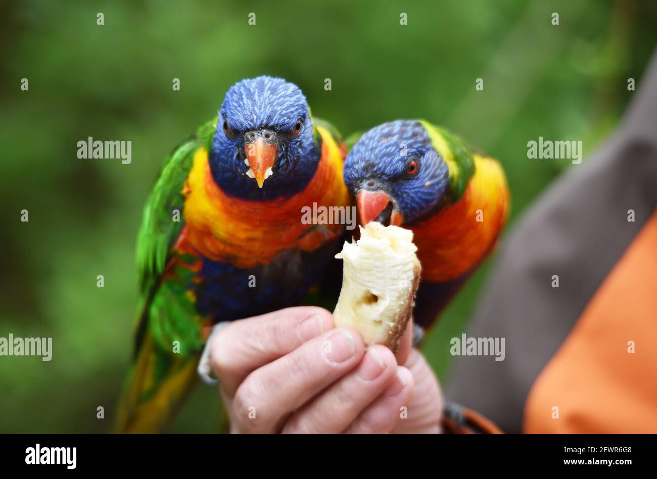Lory eat hi-res stock photography and images - Alamy