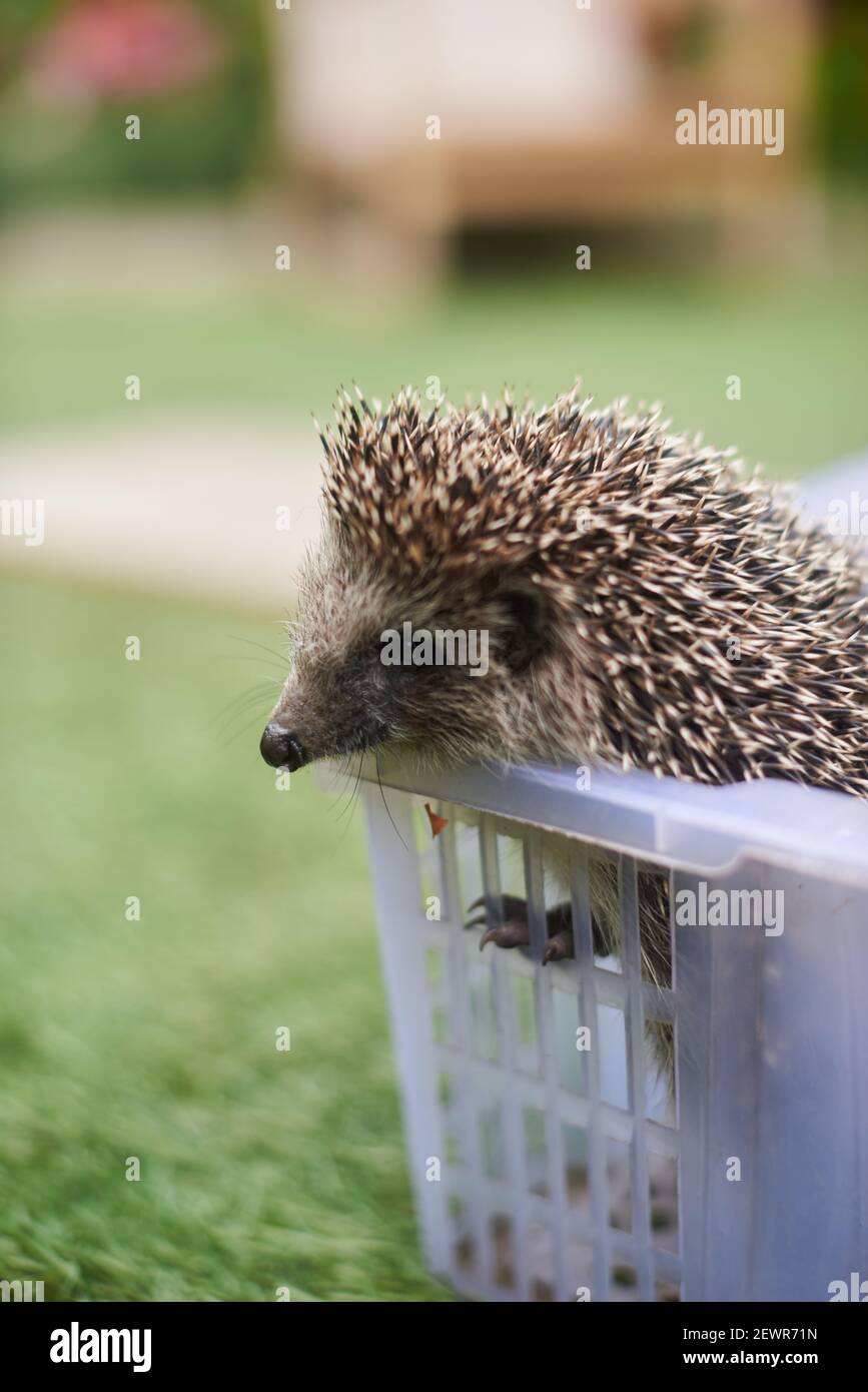 Hedgehog in a white box on a background of green grass Stock Photo - Alamy