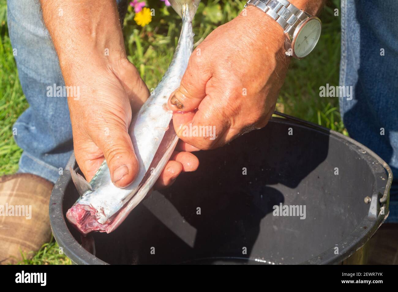 Fisherman cleaning a mackerel after fishing in Brittany Stock Photo - Alamy
