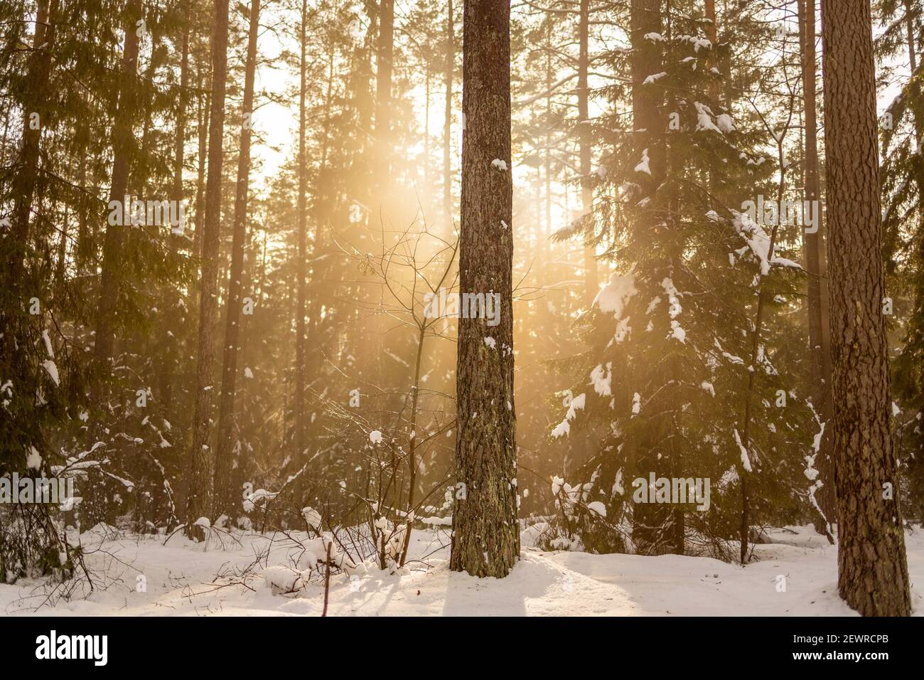 Winter tree background forest hi-res stock photography and images - Alamy