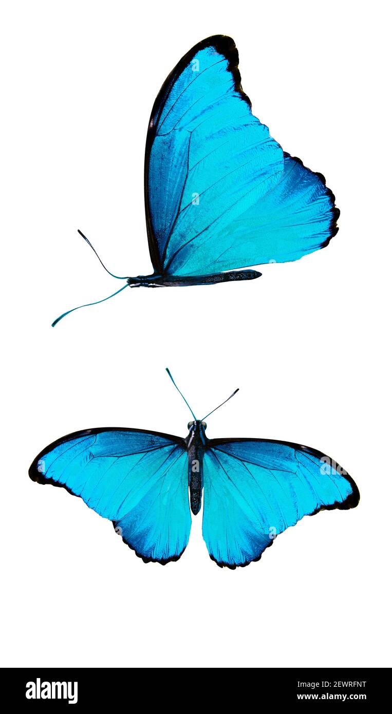 set of blue butterflies isolated on a white background. High quality ...