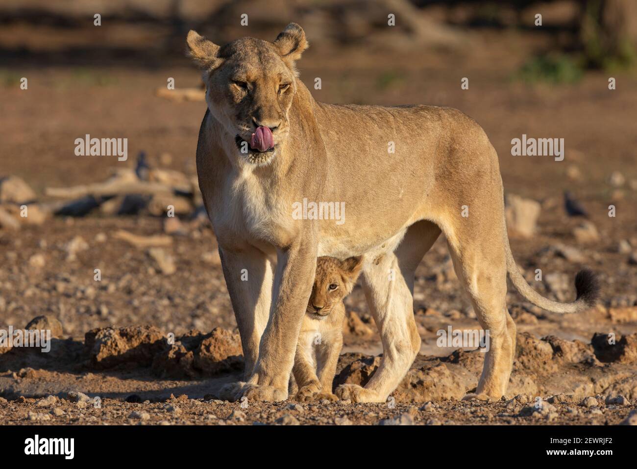 Lioness (Panthera leo) with cub, Kgalagadi Transfrontier Park, South ...