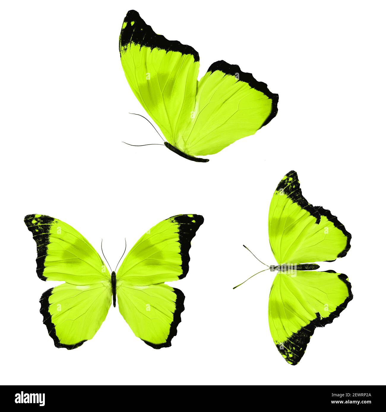 Cute butterflies Cut Out Stock Images & Pictures - Alamy