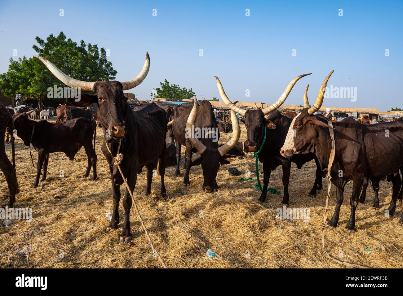 Horns cows hi-res stock photography and images - Alamy