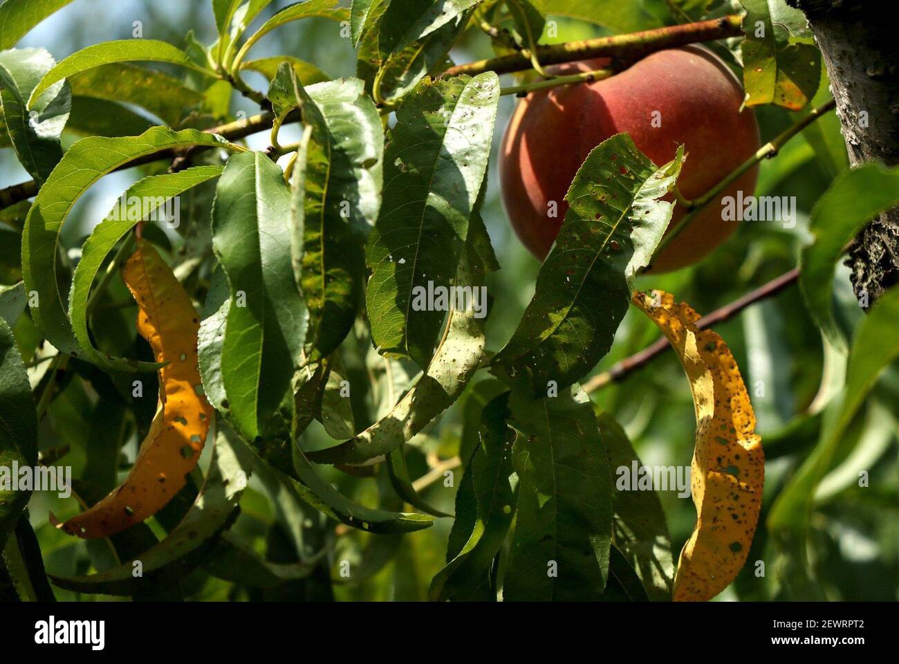 Leaves of Bader Farms' peach trees bear holes and discoloration that ...