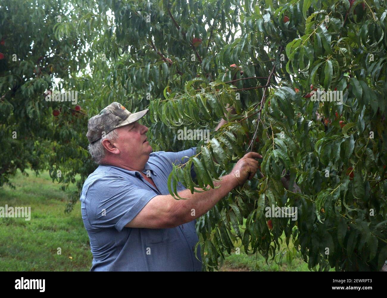 Bill Bader surveys his peach trees for damage he says is from illegal ...