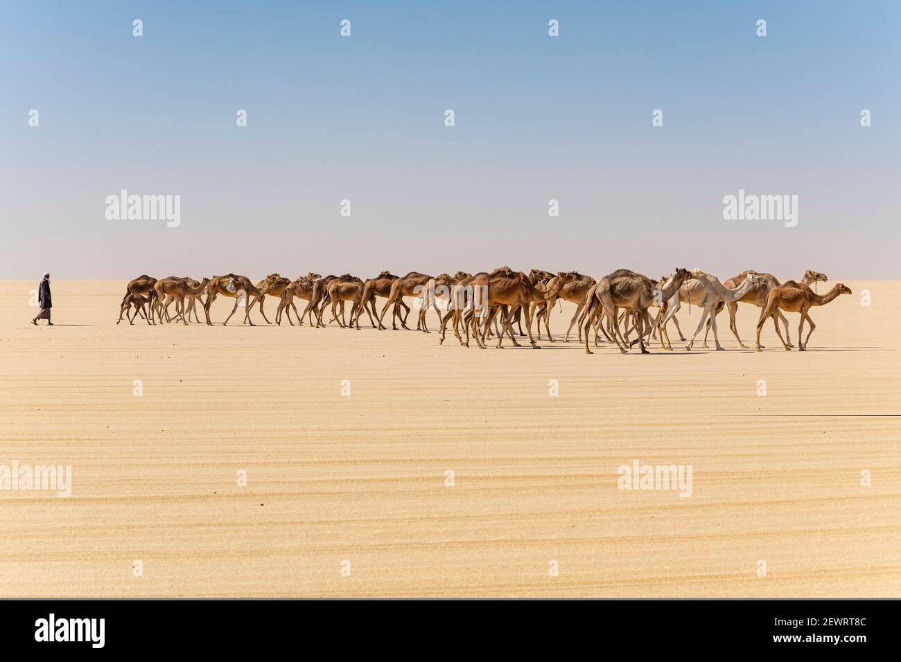 Camel caravan on the Djado Plateau, Sahara, Niger, Africa Stock Photo ...