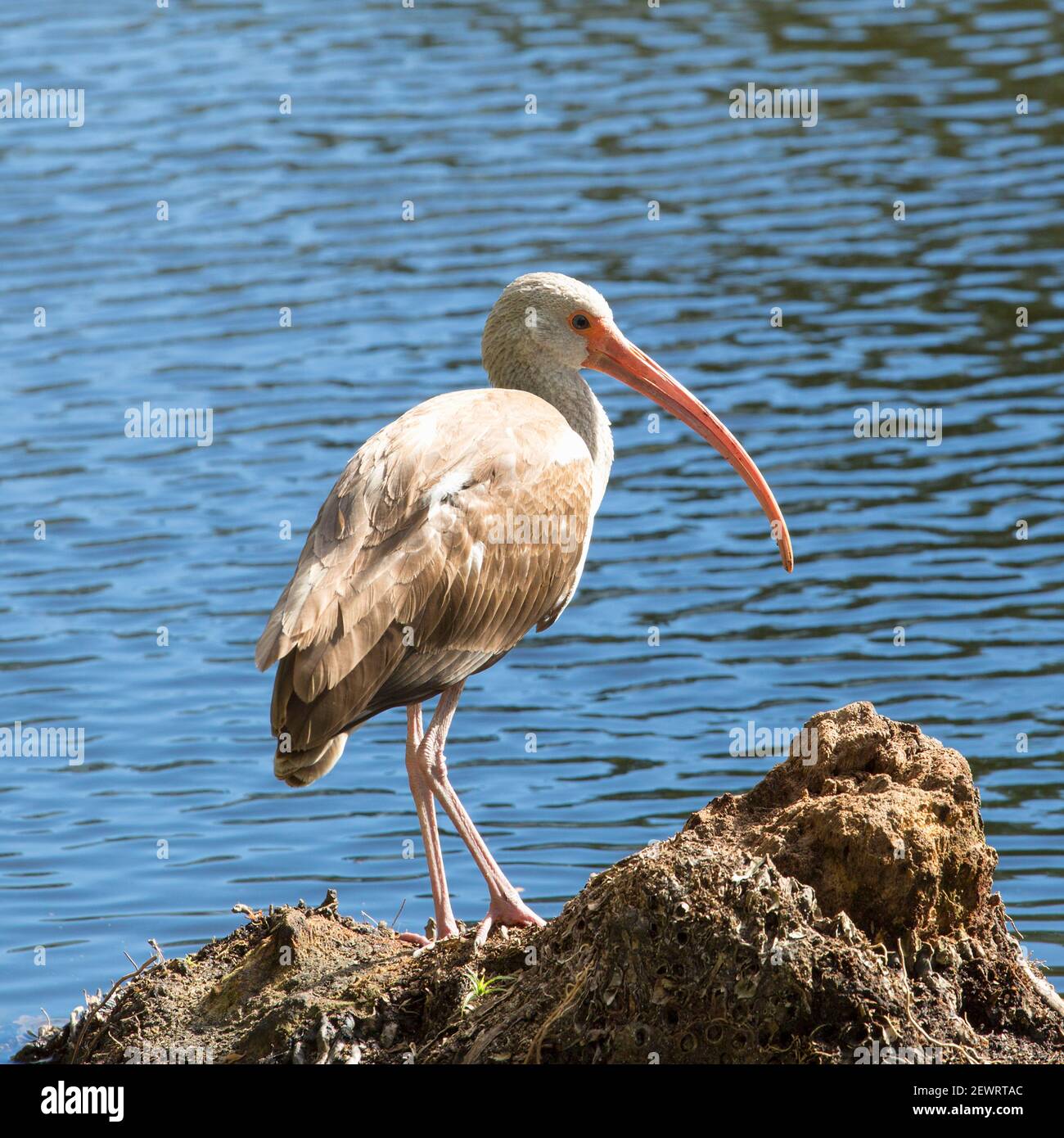 Juvenile American White Ibis Eudocimus Albus Standing Beside Lake