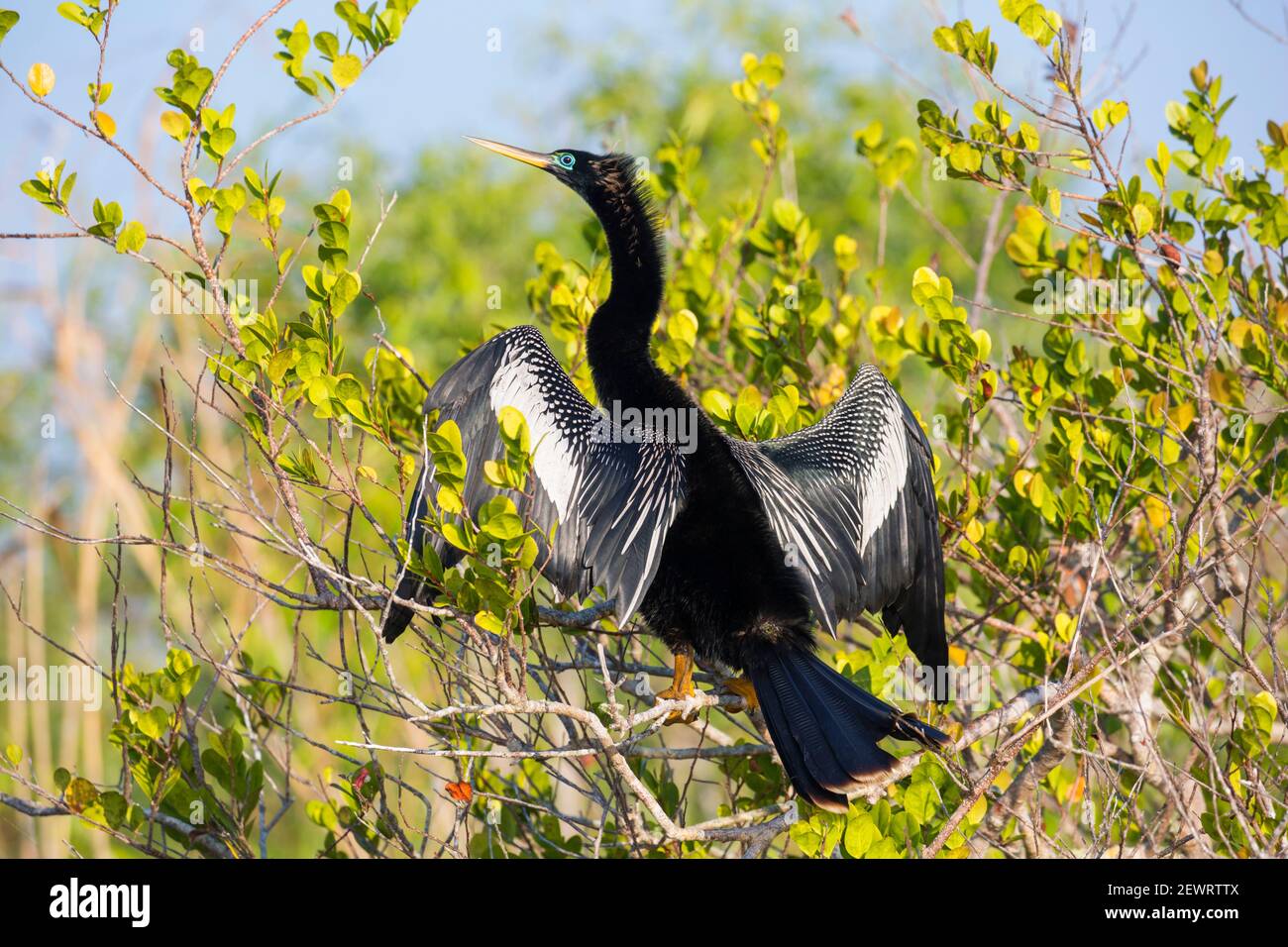 Adult male anhinga (Anhinga anhinga), wings spread, in mangroves beside ...