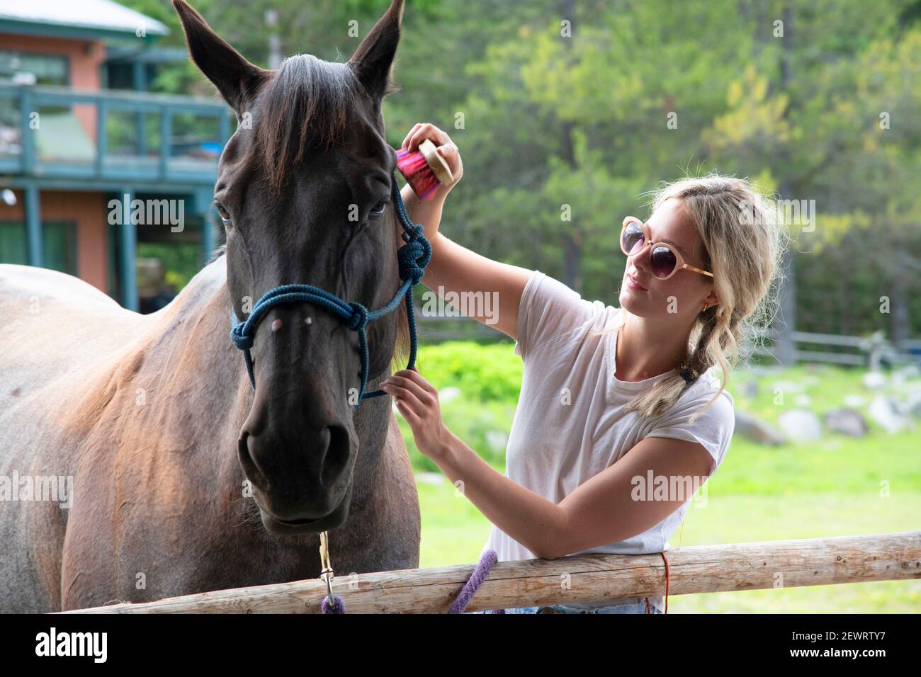 Woman in stables hi-res stock photography and images - Alamy