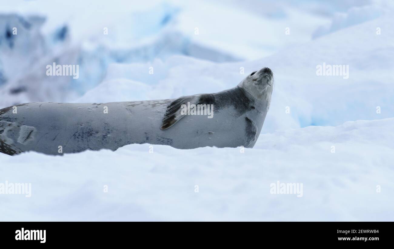 Paradise Bay is a wide embayment and one of the most scenic fiord in ...