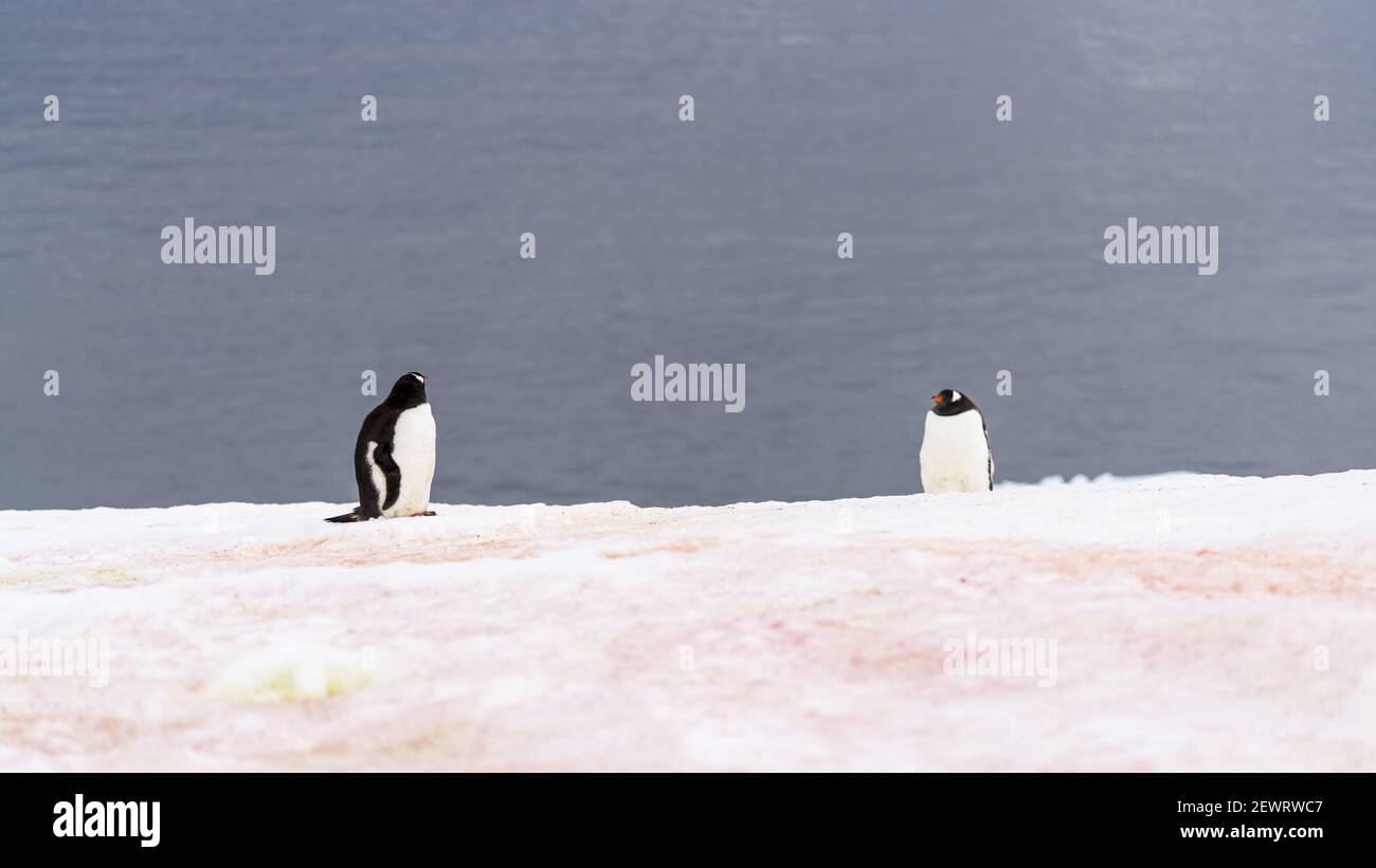 Paradise Bay is a wide embayment and one of the most scenic fiord in ...