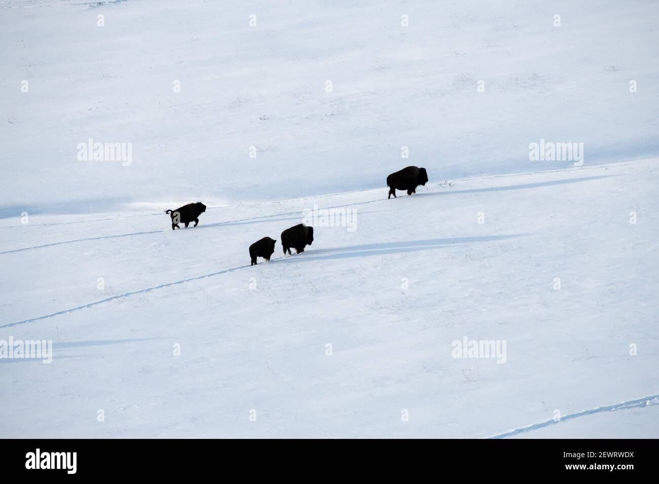 Bison footprint hi-res stock photography and images - Alamy