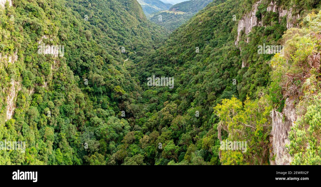 An aerial view of a wonderful canyon covered with dense forest Stock ...