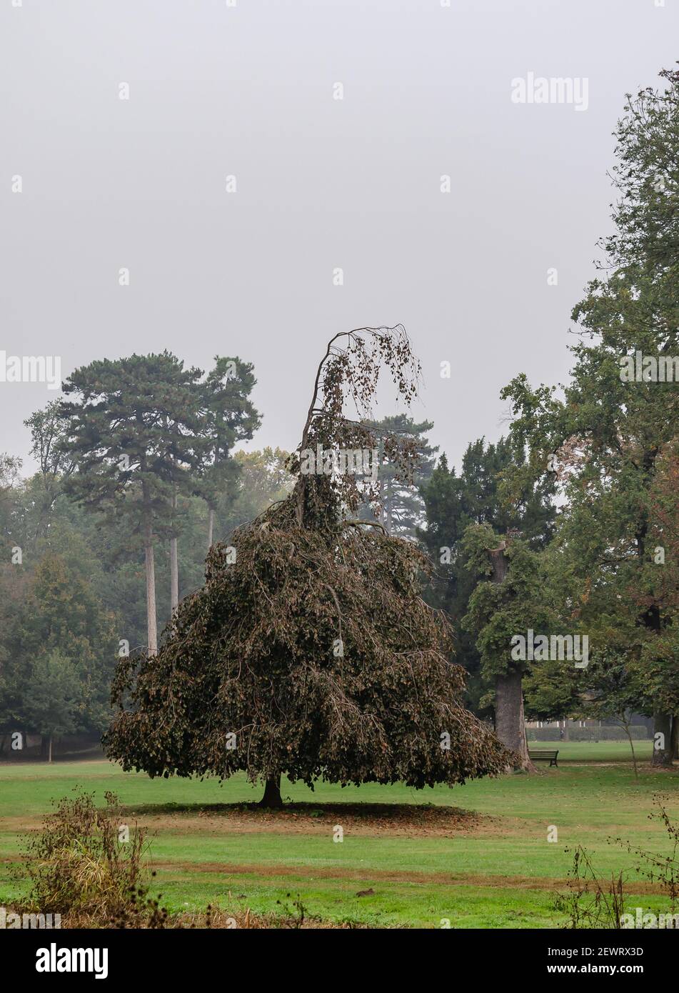 Weird tree in the middle of a park Stock Photo - Alamy