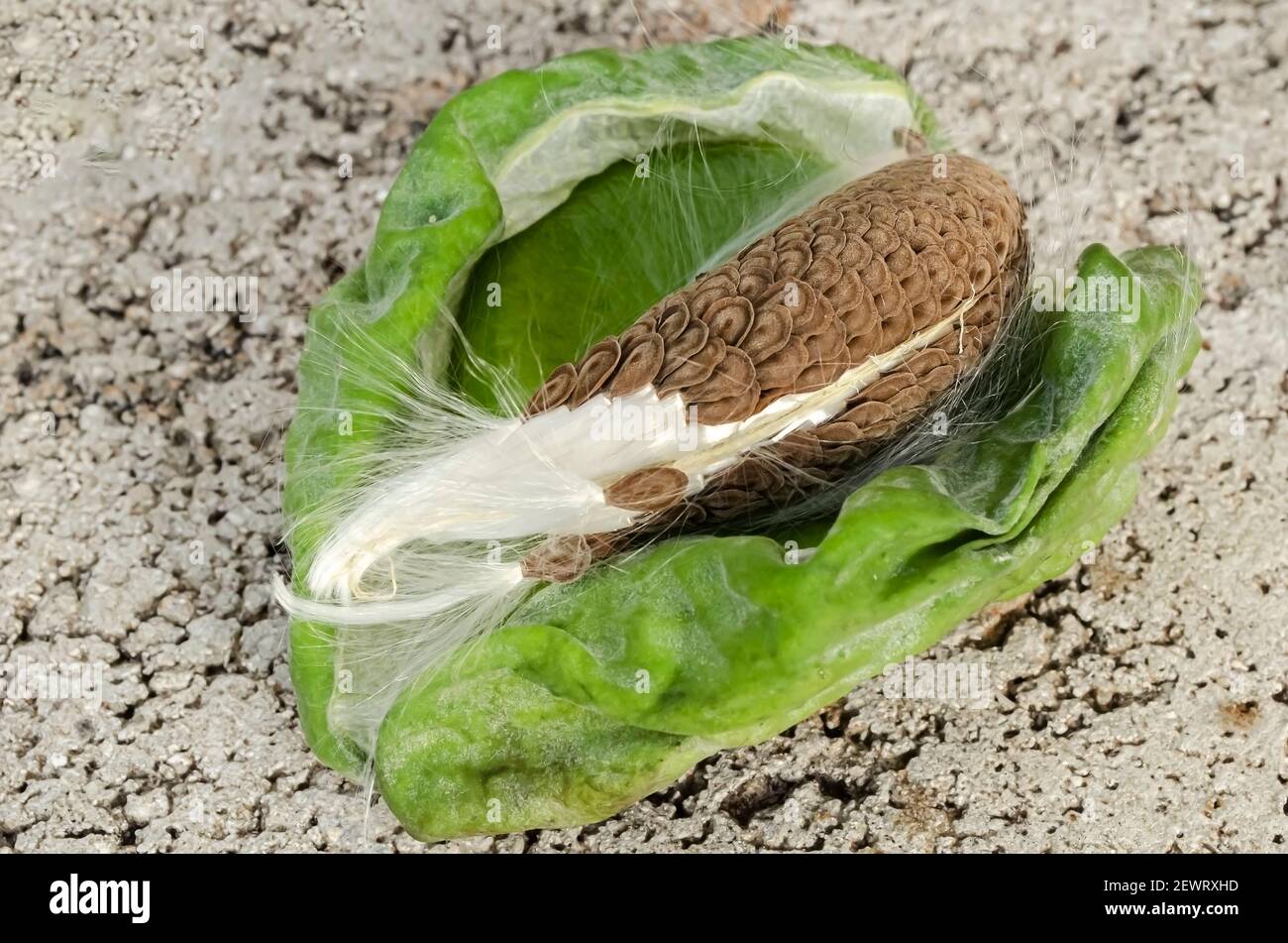 An open follicle of the Calotropis pocera (Sodom apple, pillow cotton ...