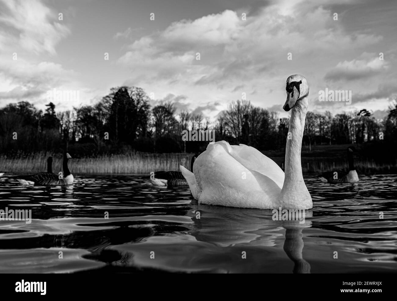 Large White British Mute Swan Swans low water level view close up macro ...