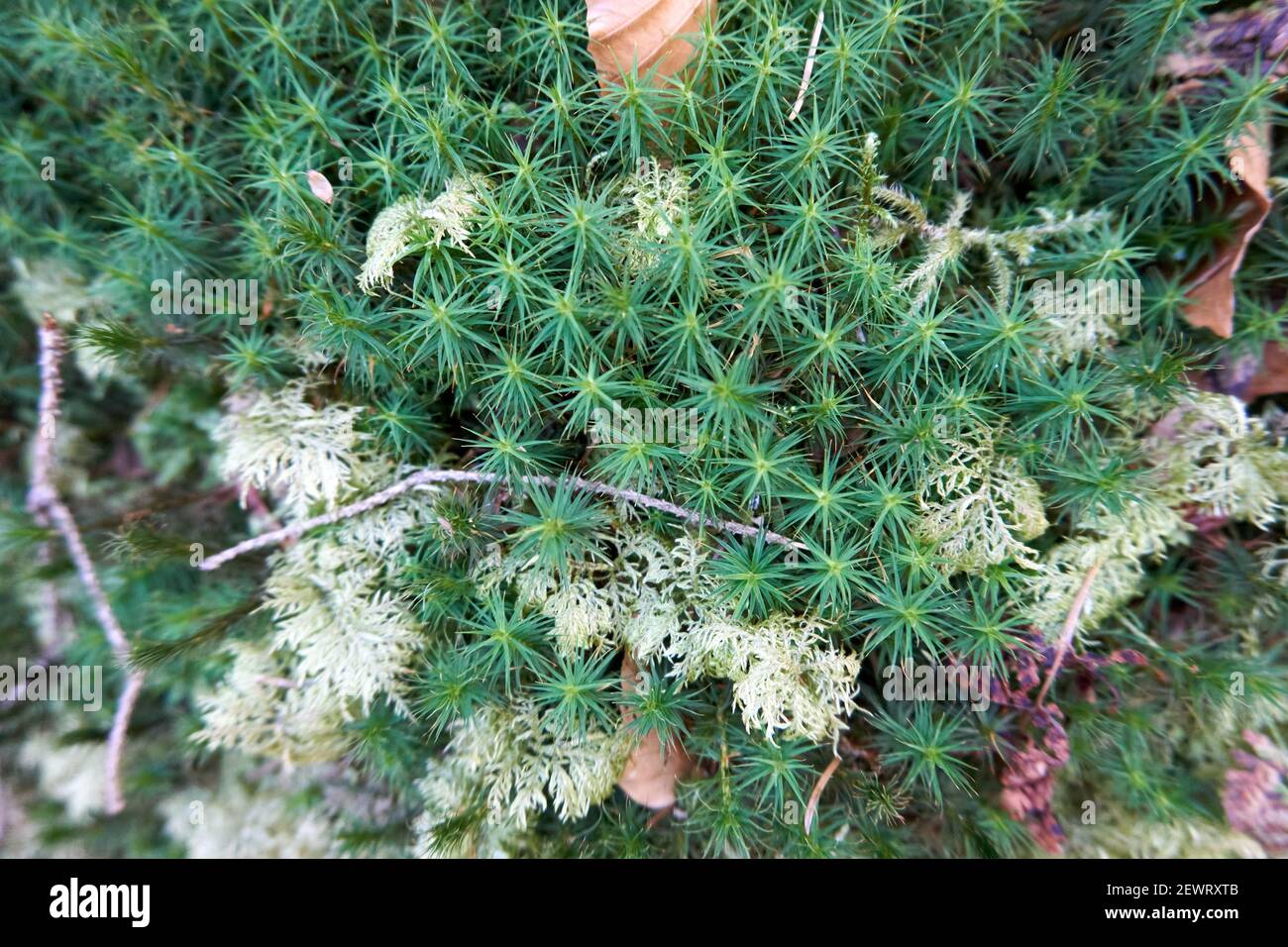 Starry moss hi-res stock photography and images - Alamy