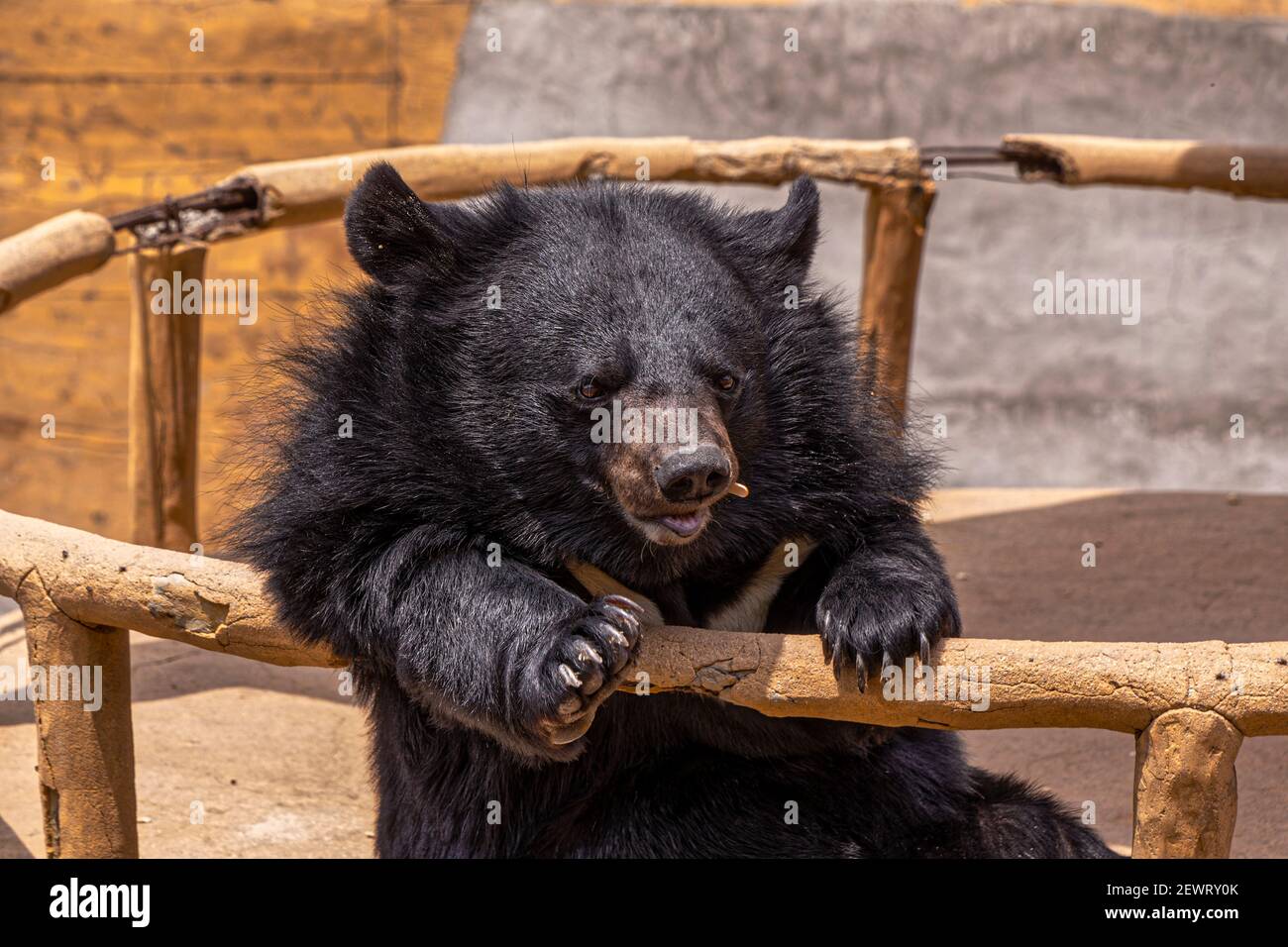 Badaling bear paradise hi-res stock photography and images - Alamy