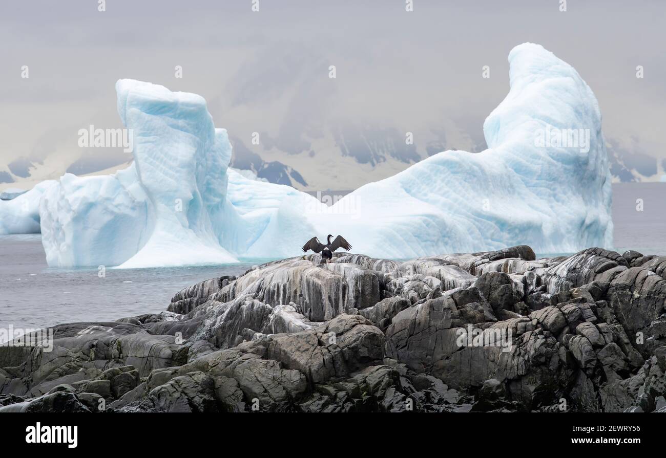 Antarctic shag spreading wings with wing-shaped iceberg, Antarctica ...