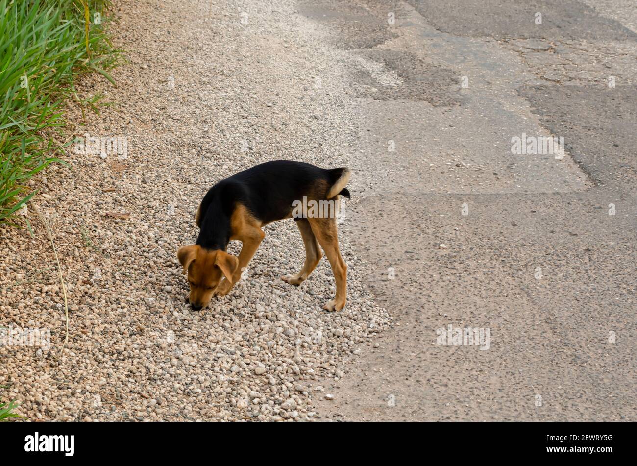 German Shepherd Sniffing On The Road Stock Photo - Alamy