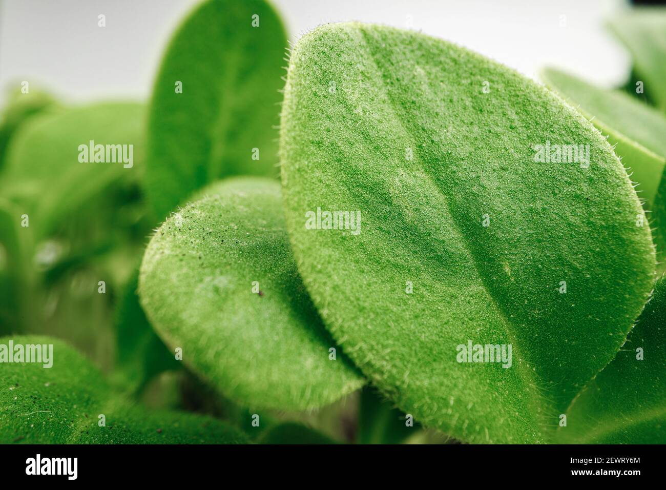 Growing leaves of micro green plant macro Stock Photo - Alamy
