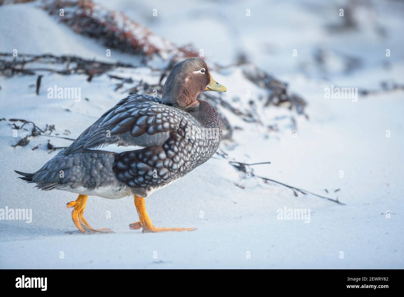Steamer duck (Tachyeres brachypterus), Sea Lion Island, Falkland ...