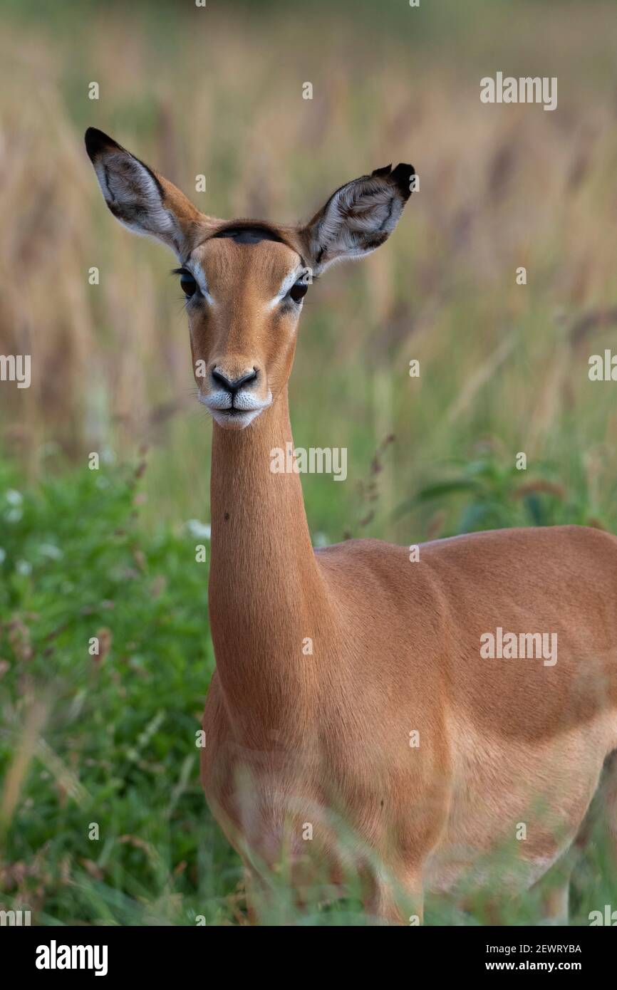 Impala aepyceros melampus savannah hi-res stock photography and images ...