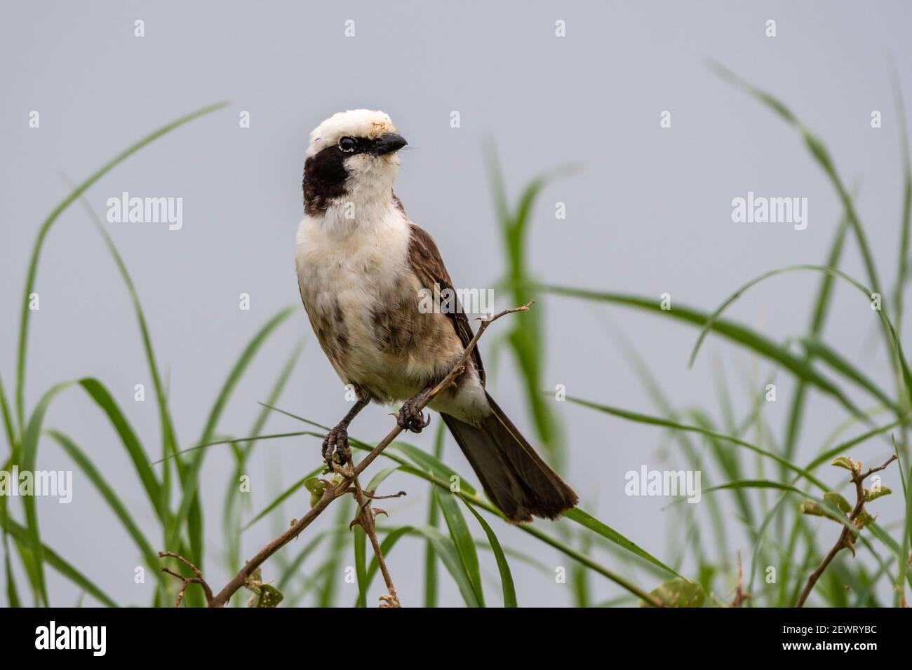 White-rumped Shrike (Eurocephalus rueppelli), Seronera, Serengeti ...